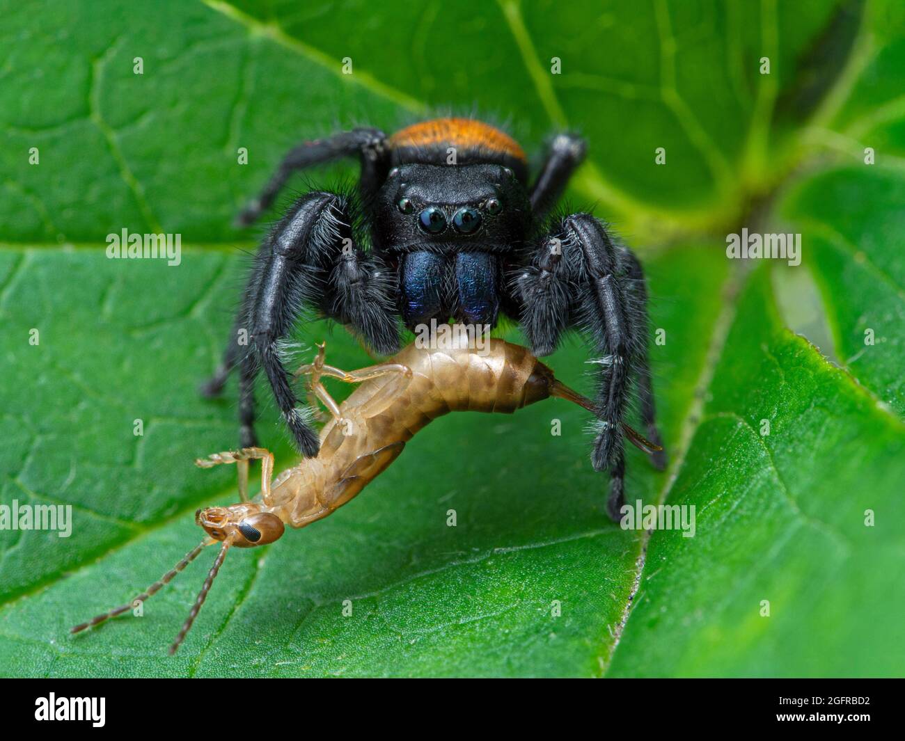 Earwigs b hi-res stock photography and images - Alamy