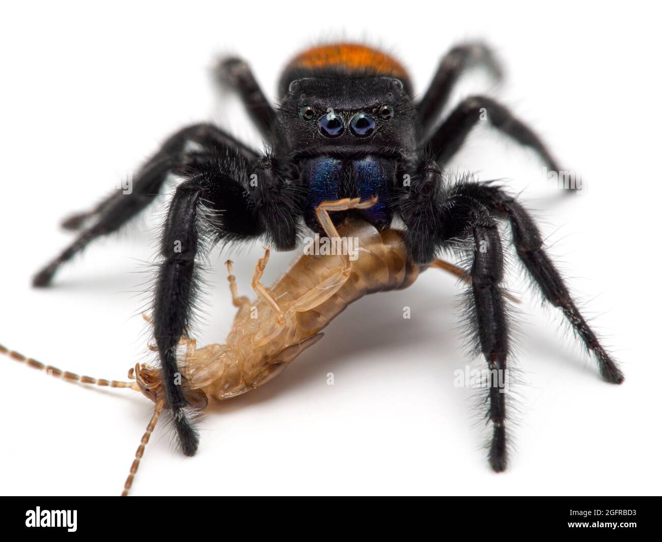 Close-up of a male Johnson's jumping spider (Phiddipus johnsoni ...
