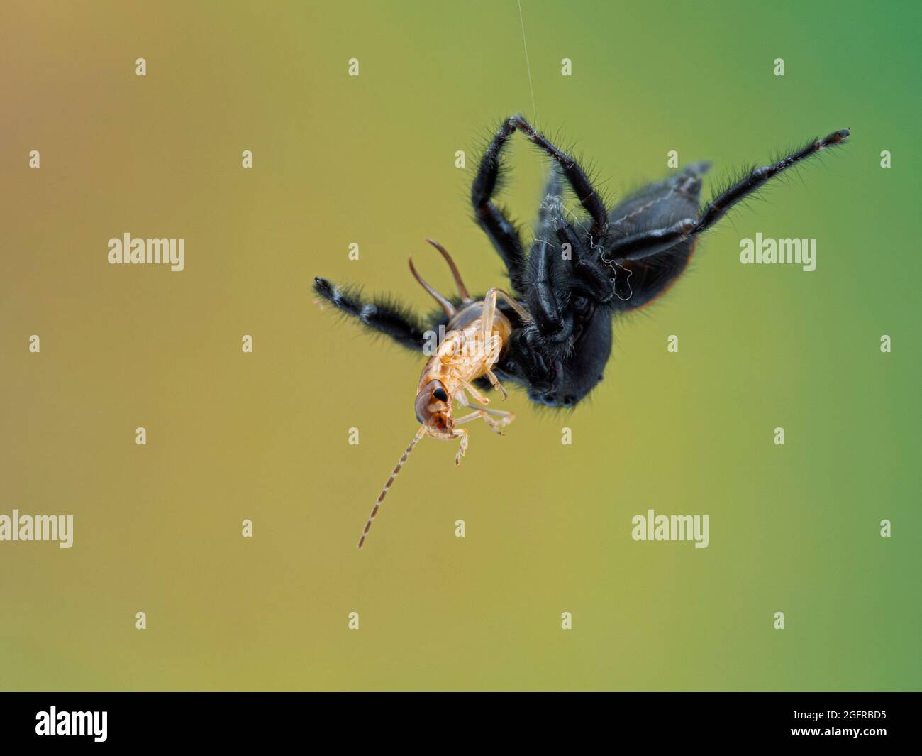 pretty juvenile male Johnson's jumping spider (Phiddipus johnsoni ...