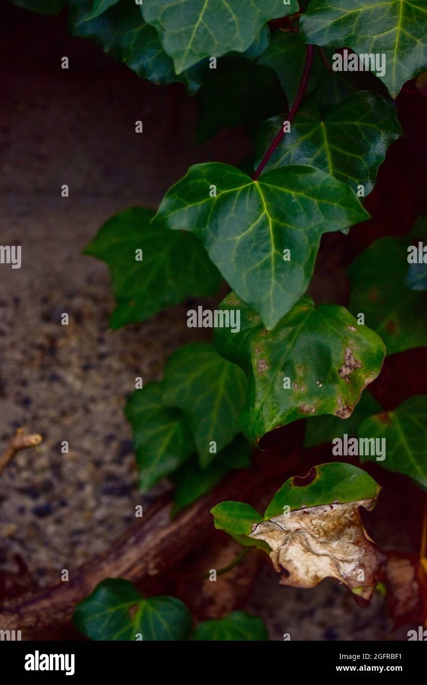 Vertical shot of crawling and blooming ivy on a stone wall Stock Photo ...