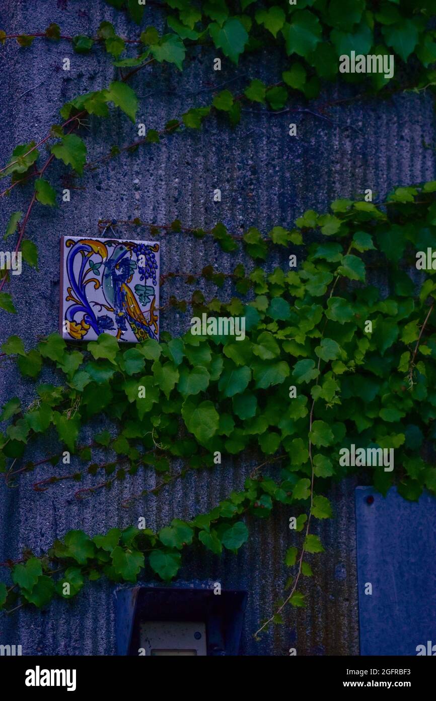 Vertical shot of crawling and blooming ivy on a stone wall near a ...