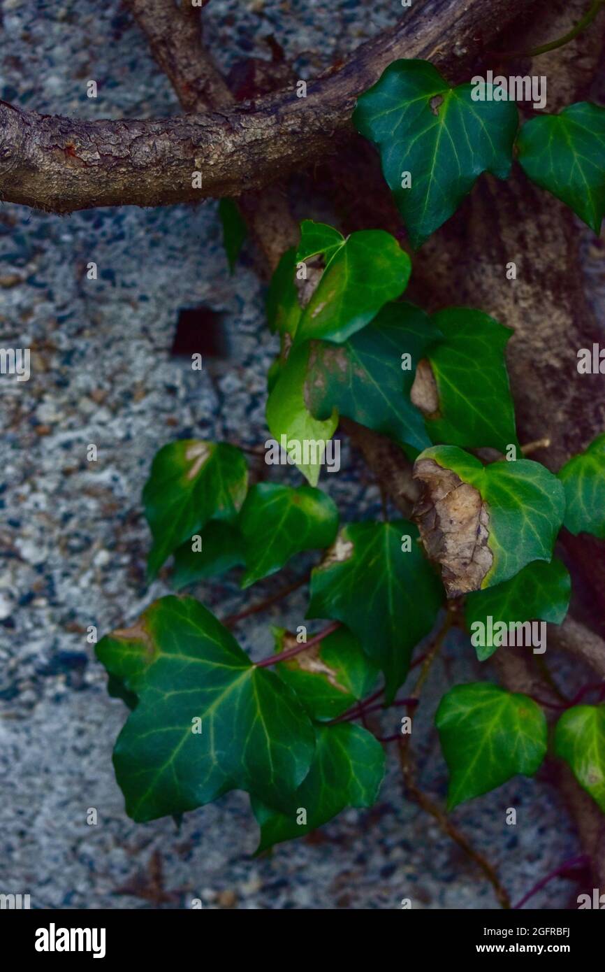 Vertical shot of crawling and blooming ivy on a stone wall Stock Photo ...