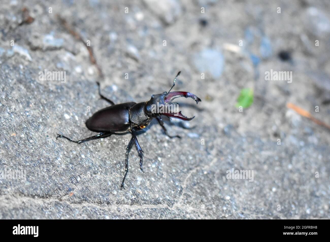 Common stag beetle hi-res stock photography and images - Alamy