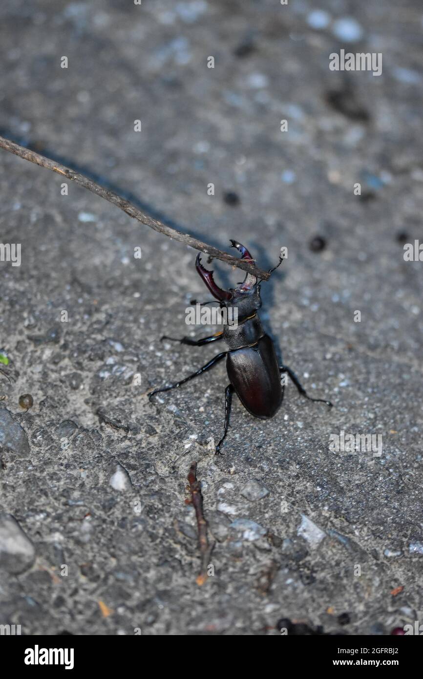Vertical shot of a stag beetle Stock Photo - Alamy