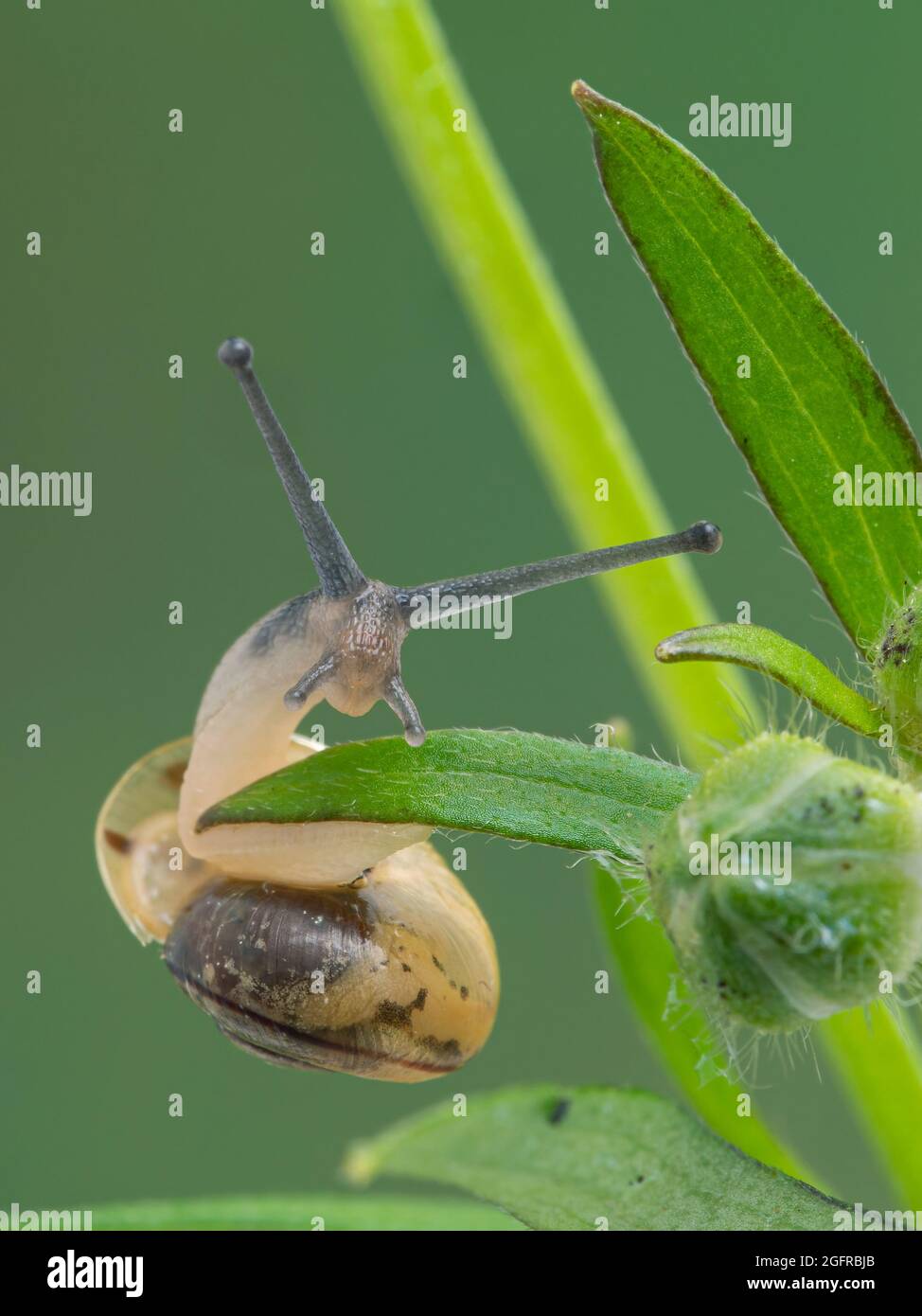 Banded land snail hi-res stock photography and images - Alamy