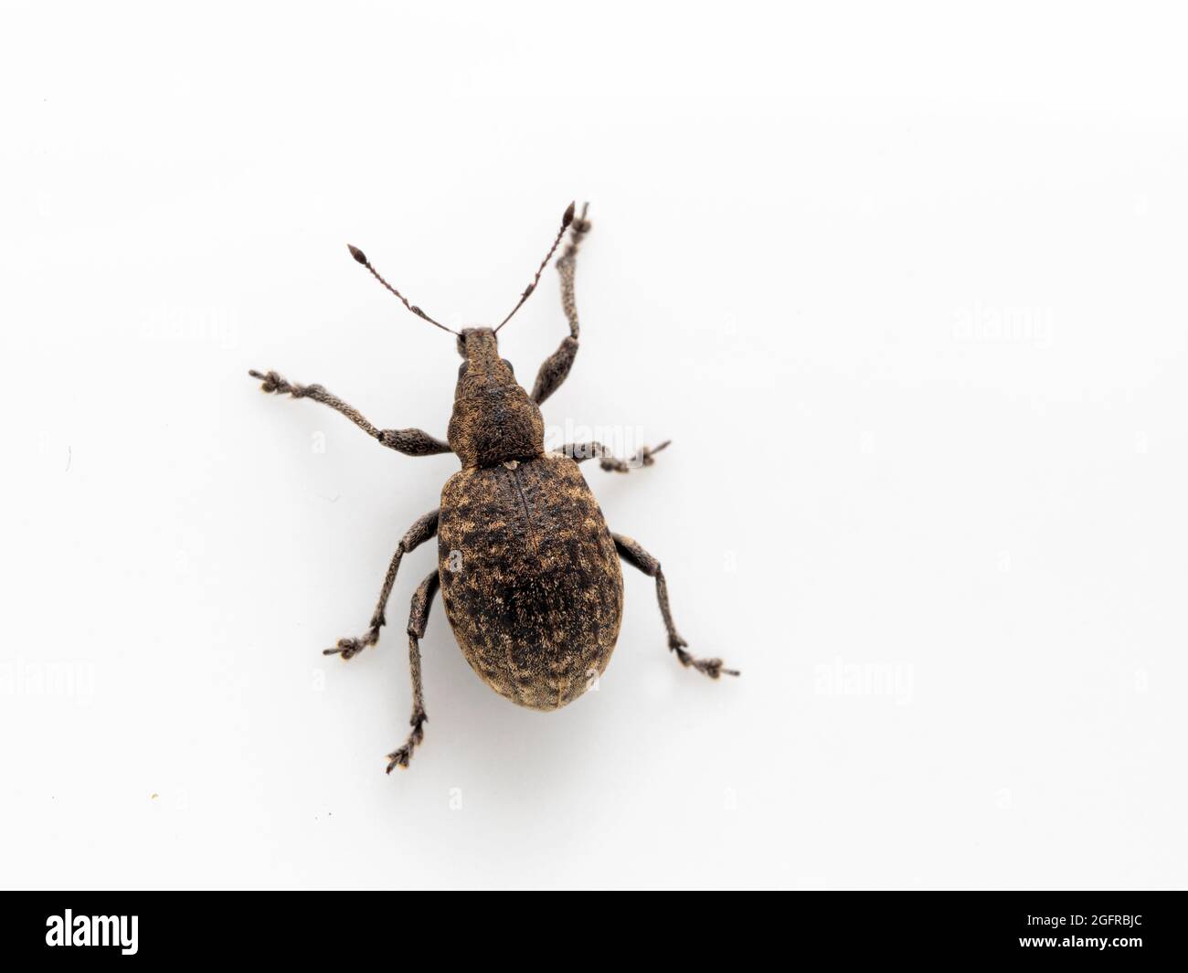 Dorsal view of European weevil (Liophloeus tessulatus). This species ...