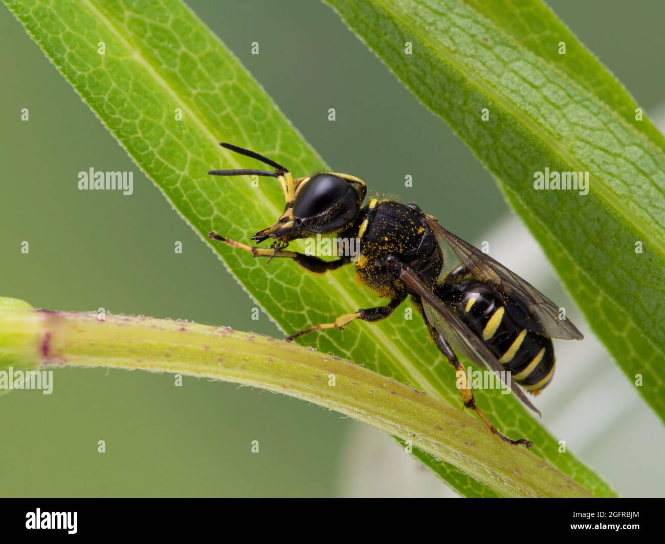 cute squarehead wasp, Ectemnius species, dusted with pollen, grooming ...
