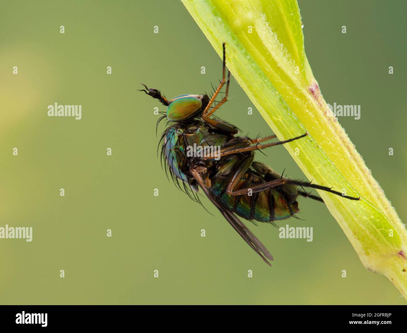 side view of a pretty green long-legged fly, Dolichopodidae species ...