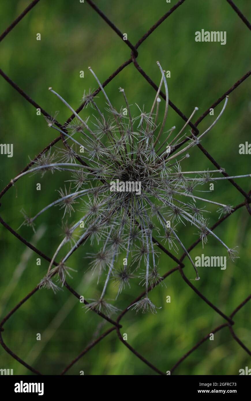 Closeup shot of a Daucus on a metal net fence on a green blurred ...