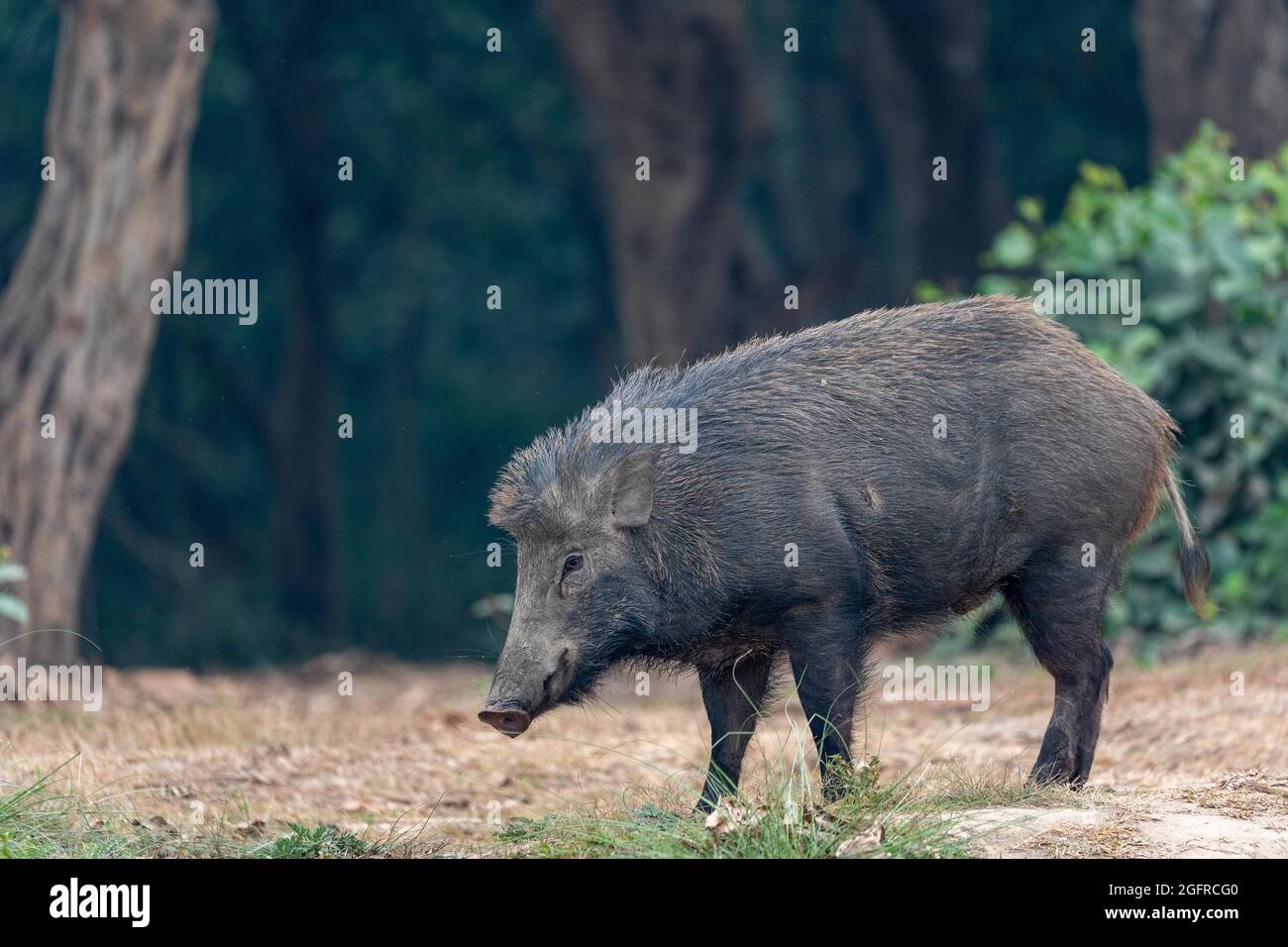 Closeup shot of a wild boar in the forest Stock Photo - Alamy