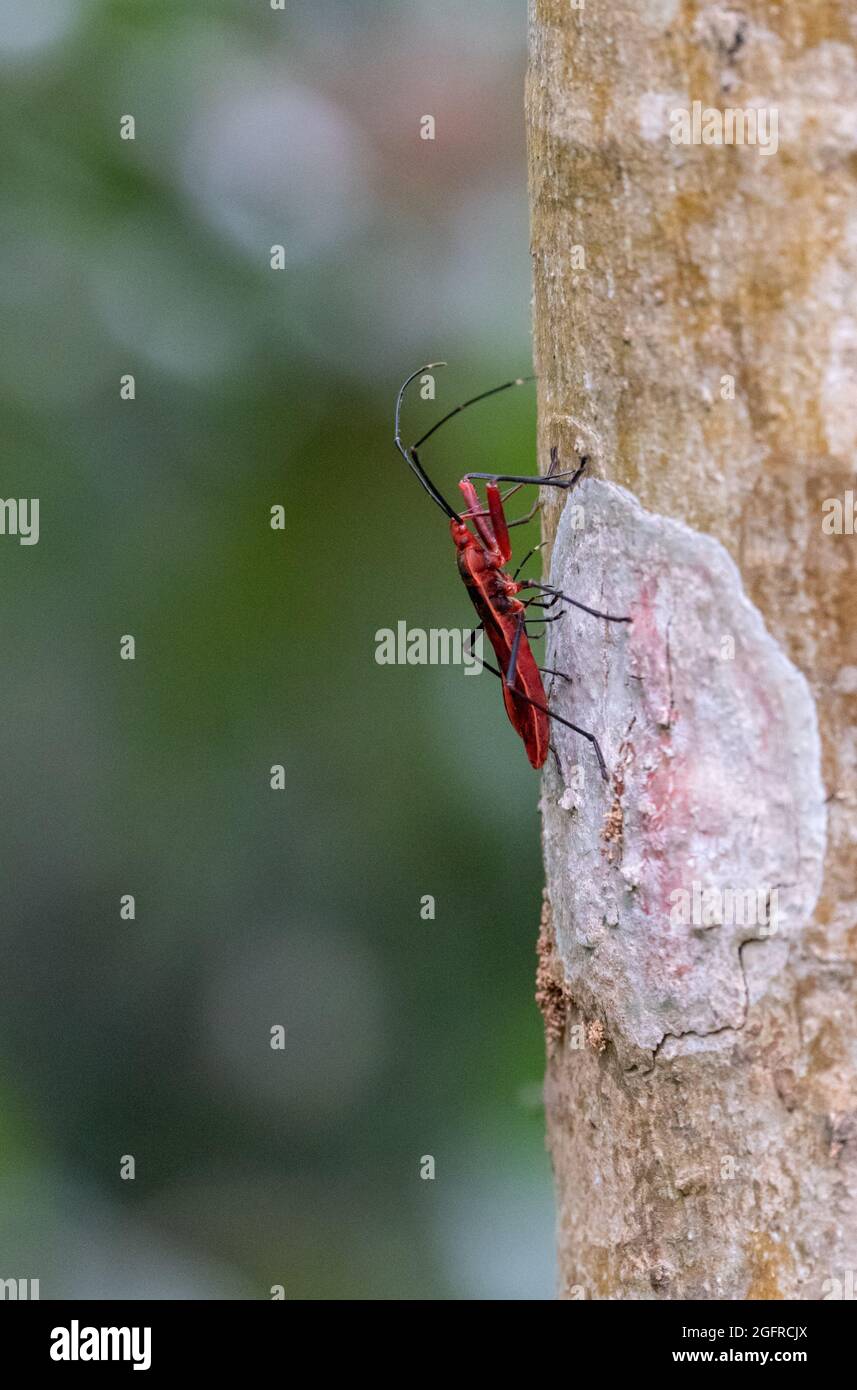 Vertical shot of an insect perched on a tree on a blurred background ...