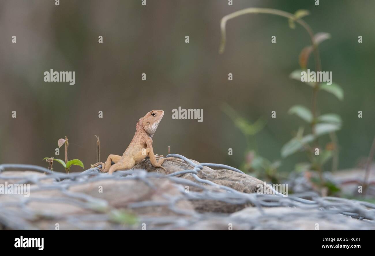 Species of lizard with tiny legs hi-res stock photography and images ...