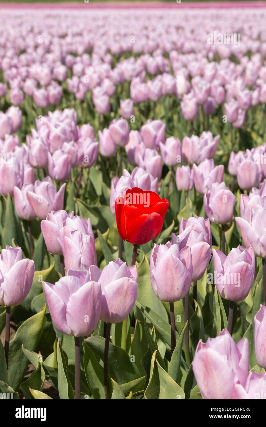 Bright red tulip flower in a purple tulips field Stock Photo - Alamy