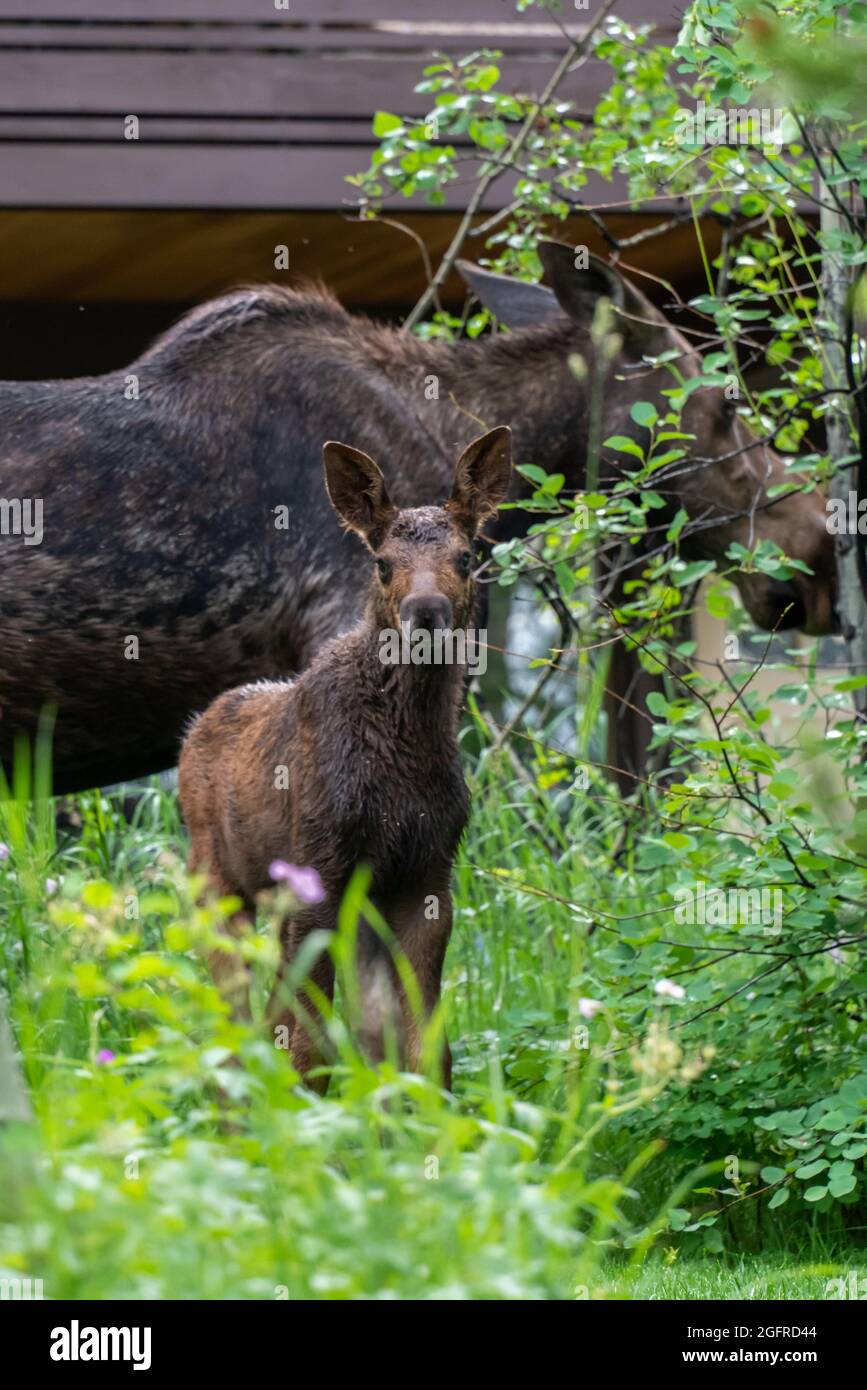 Vertical shot of a mother moose and a calf in Grand Teton National Park ...
