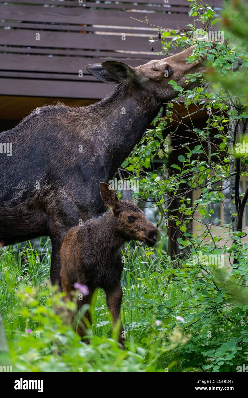 Closeup shot of a mother moose and a calf in Grand Teton National Park ...