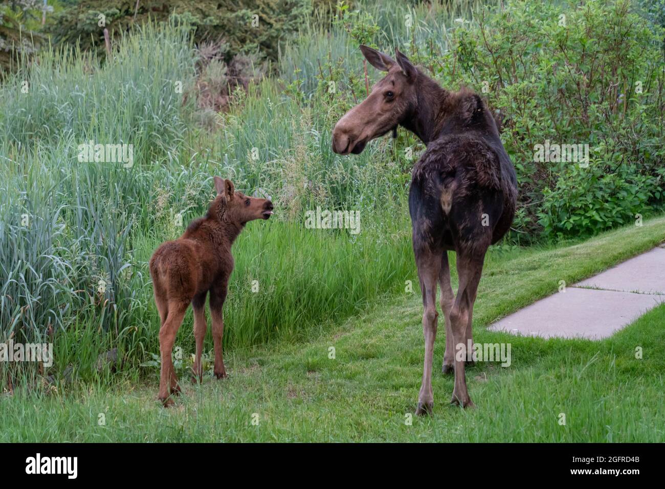 Closeup shot of a mother moose and a calf in Grand Teton National Park ...