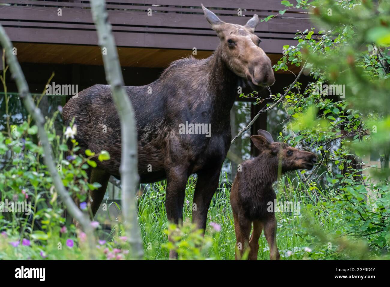 Closeup shot of a mother moose and a calf in Grand Teton National Park ...