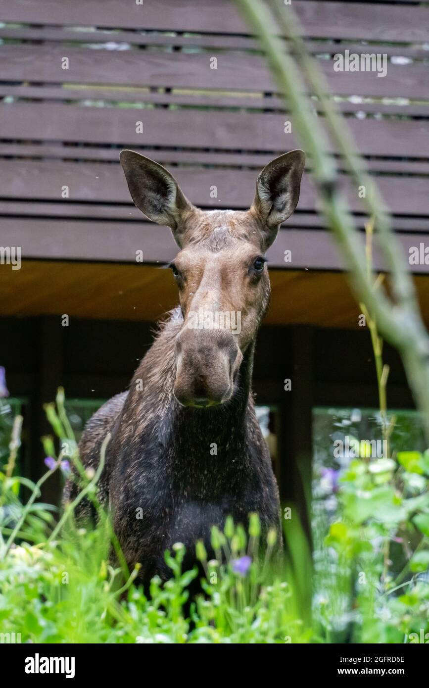 Vertical shot of a mother moose in Grand Teton National Park in the USA ...