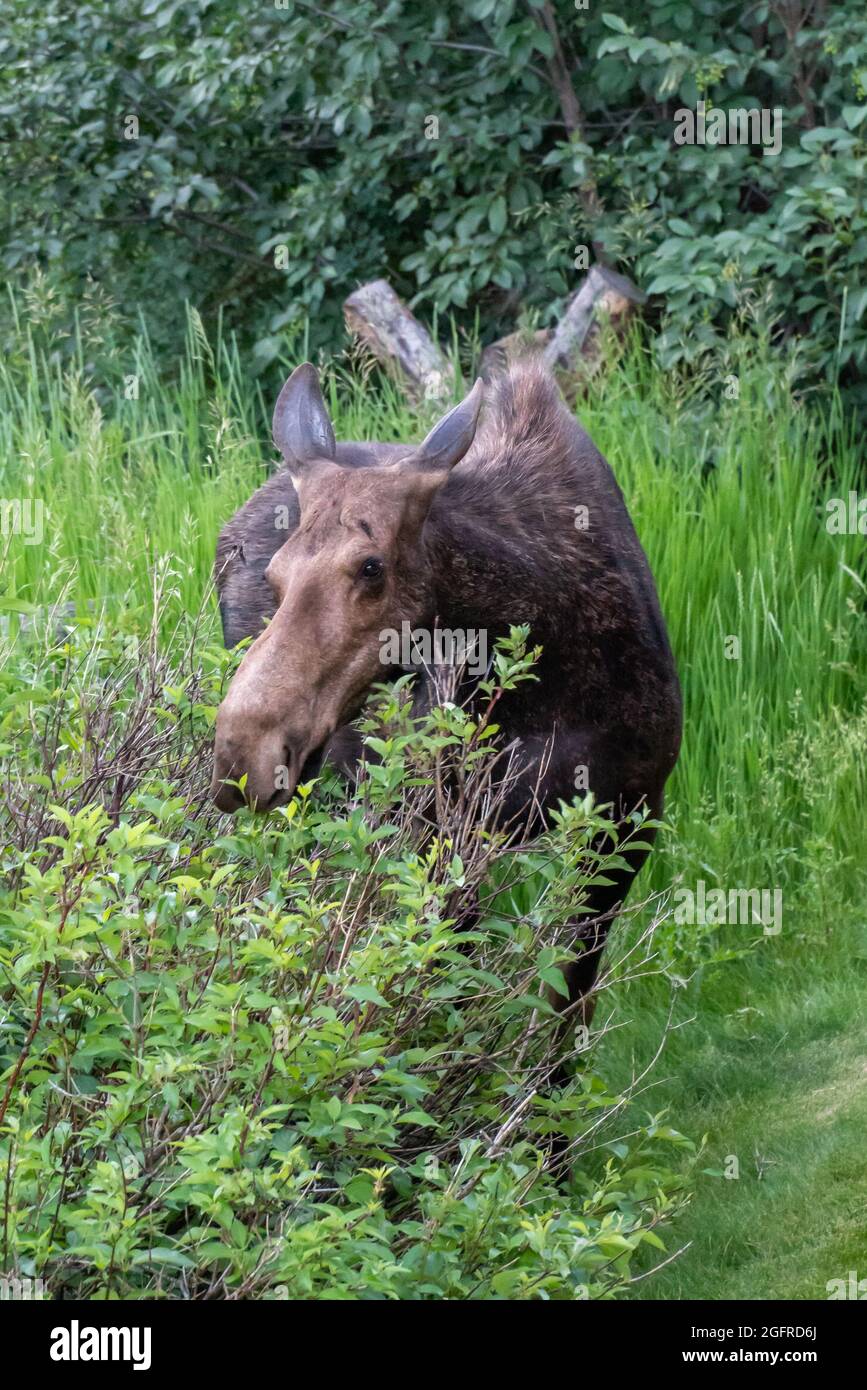 Vertical shot of a mother moose in Grand Teton National Park in the USA ...