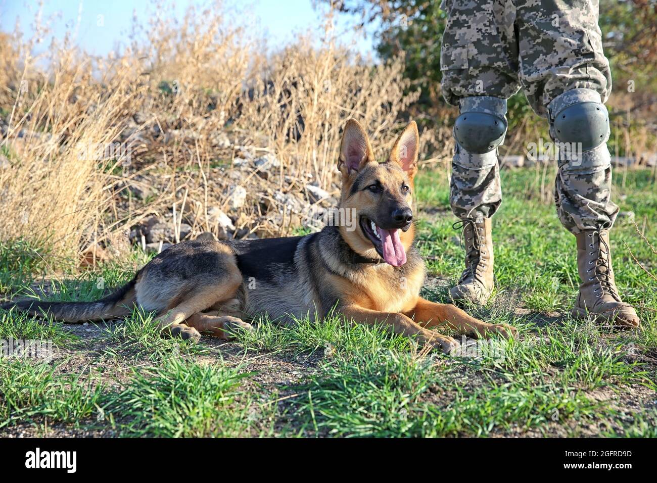 Soldier with german shepherd dog at military firing range Stock Photo ...