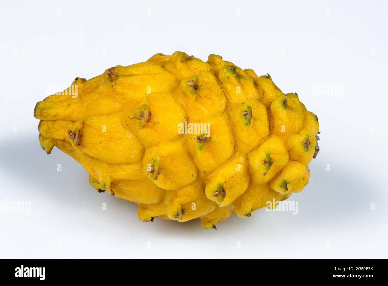 Yellow Pitaya or organic dragon fruit from tropical regions Stock Photo ...