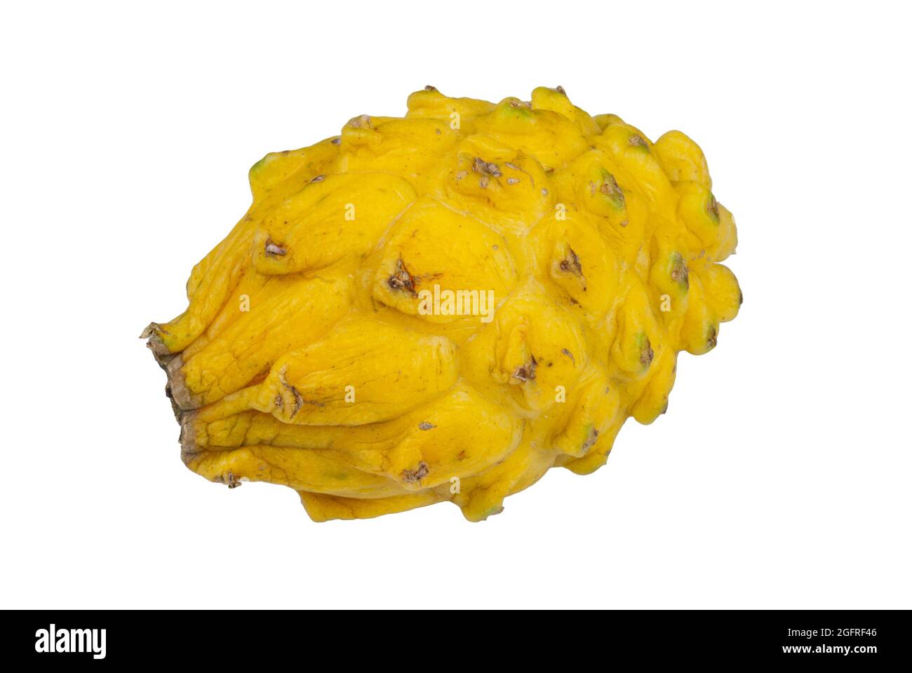 Yellow Pitaya or organic dragon fruit from tropical regions Stock Photo ...