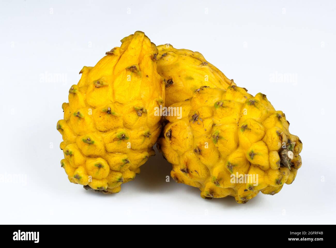 Yellow Pitaya or organic dragon fruit from tropical regions Stock Photo ...