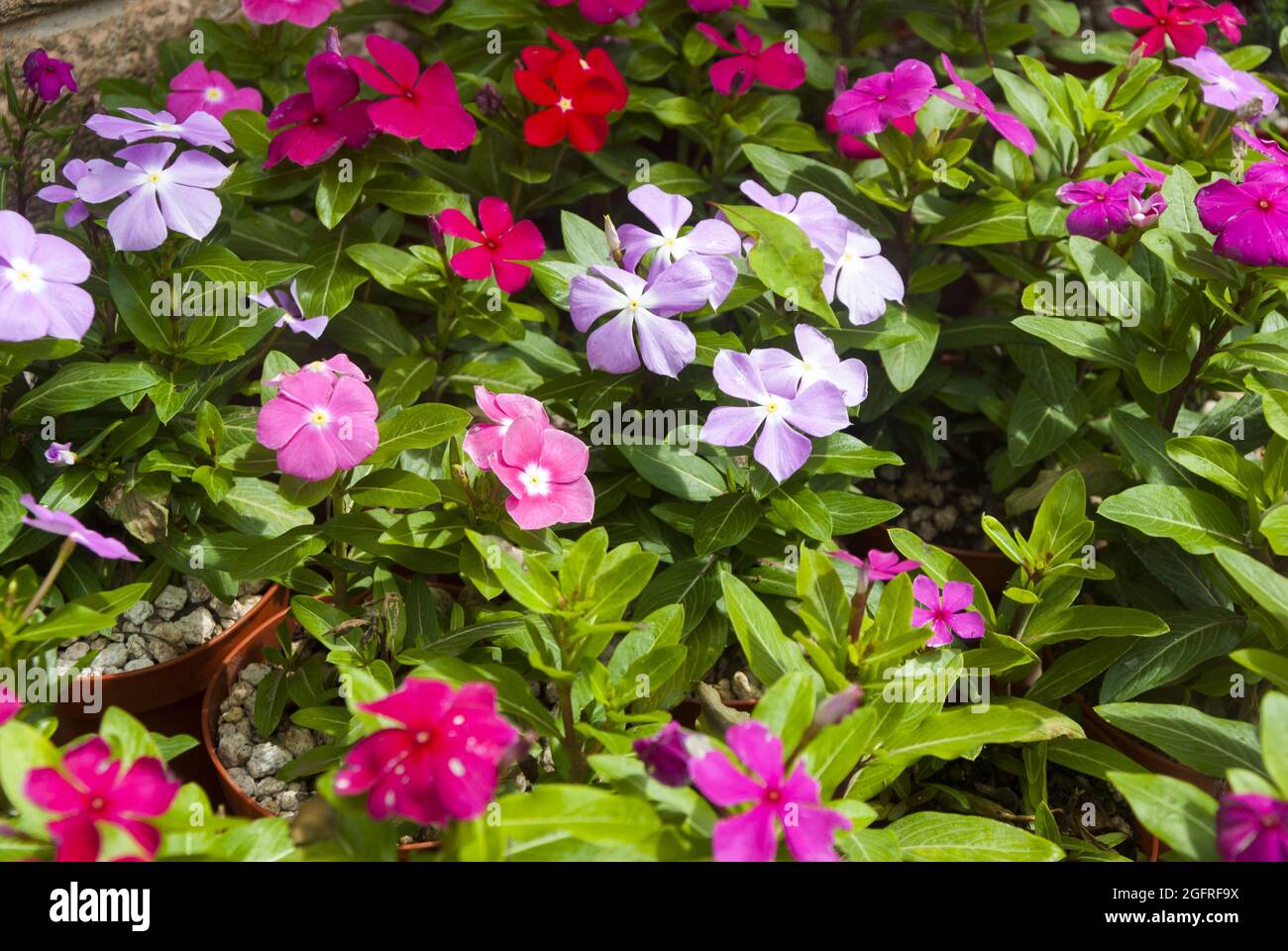 Group of multi color flowers in Guatemalan garden Stock Photo - Alamy