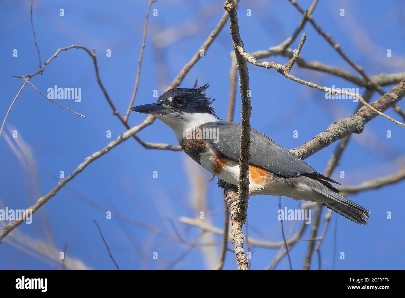 The belted kingfisher (Megaceryle alcyon). Belted kingfisher is the ...