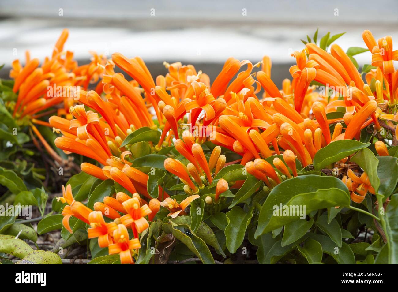 Trumpet Flame Flower Orange Flaming Trumpet - Pyrostegia venusta Stock ...