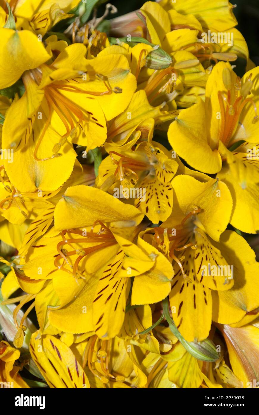 Perennial flower tiger flower summer bright color hi-res stock ...