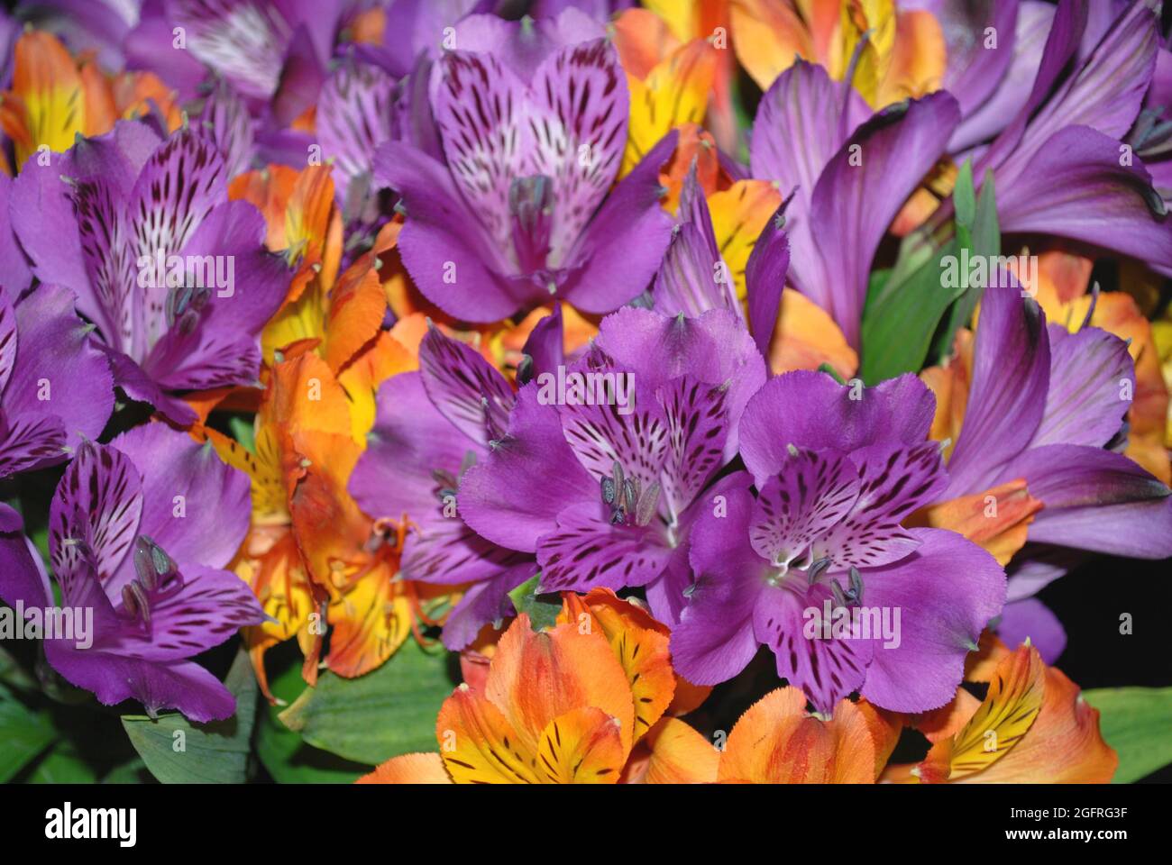 Perennial flower tiger flower summer bright color hi-res stock ...