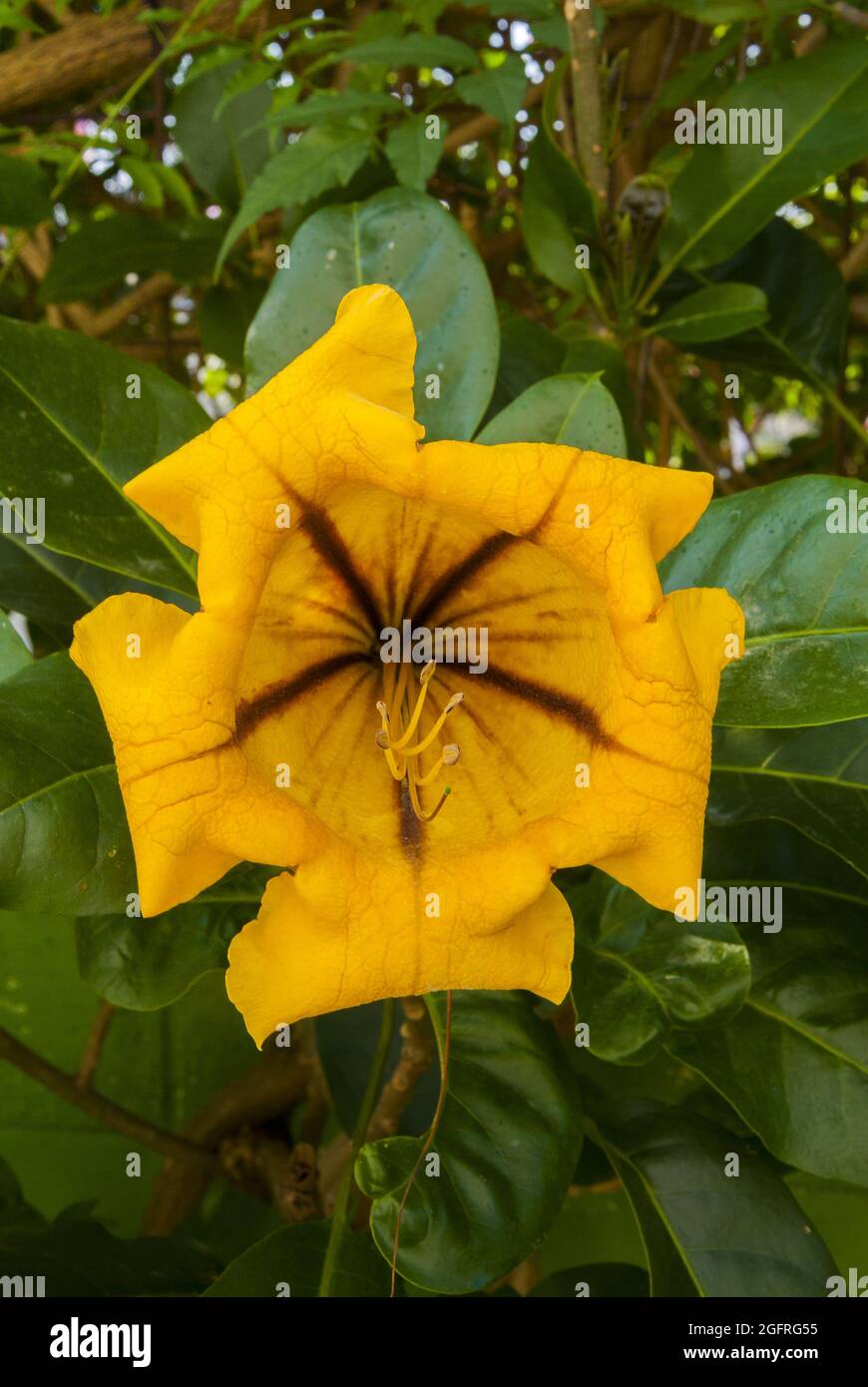 A beautiful Solandra Grandiflora flower Stock Photo - Alamy
