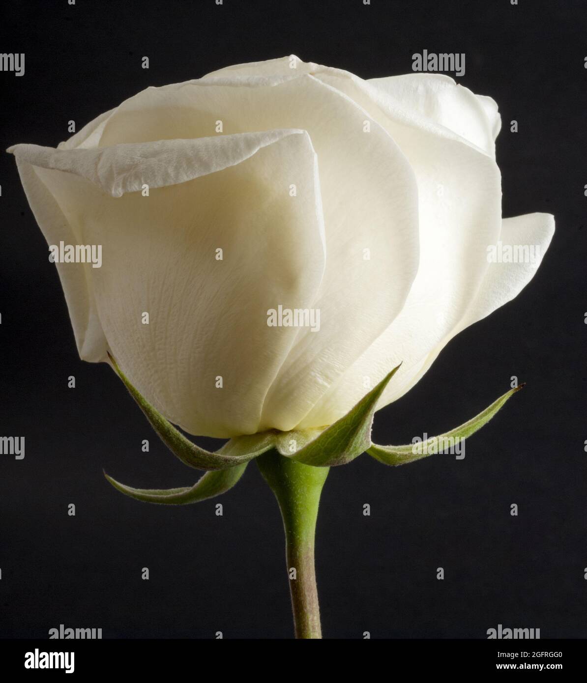 white rose isolate on black background Stock Photo - Alamy