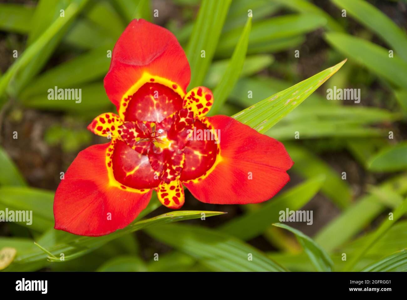 Red Tigridia pavonia, Speciosa. Iridaceae family Stock Photo - Alamy