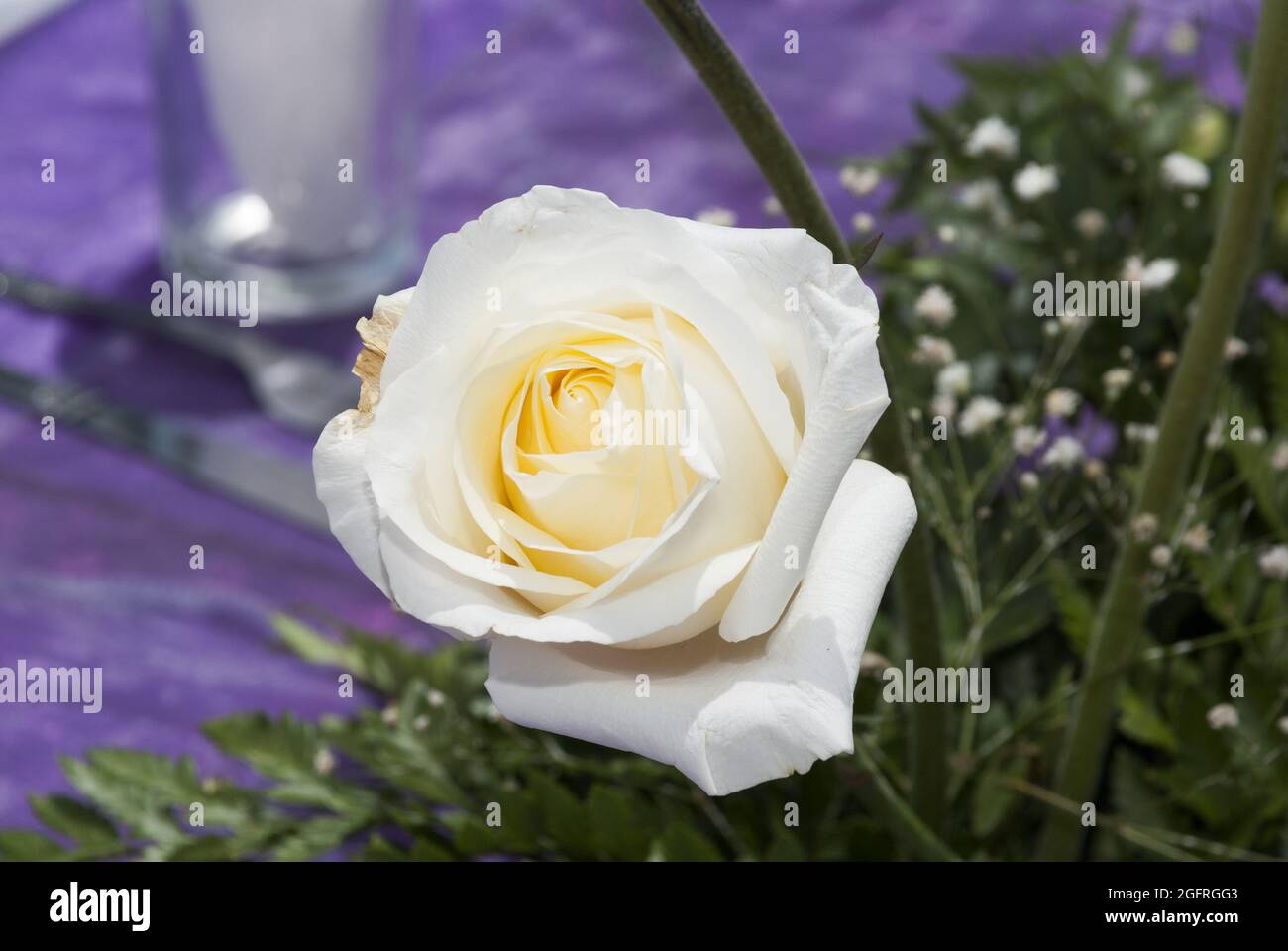 Detail of delicate white rose on mosaic with purple tablecloth Stock ...