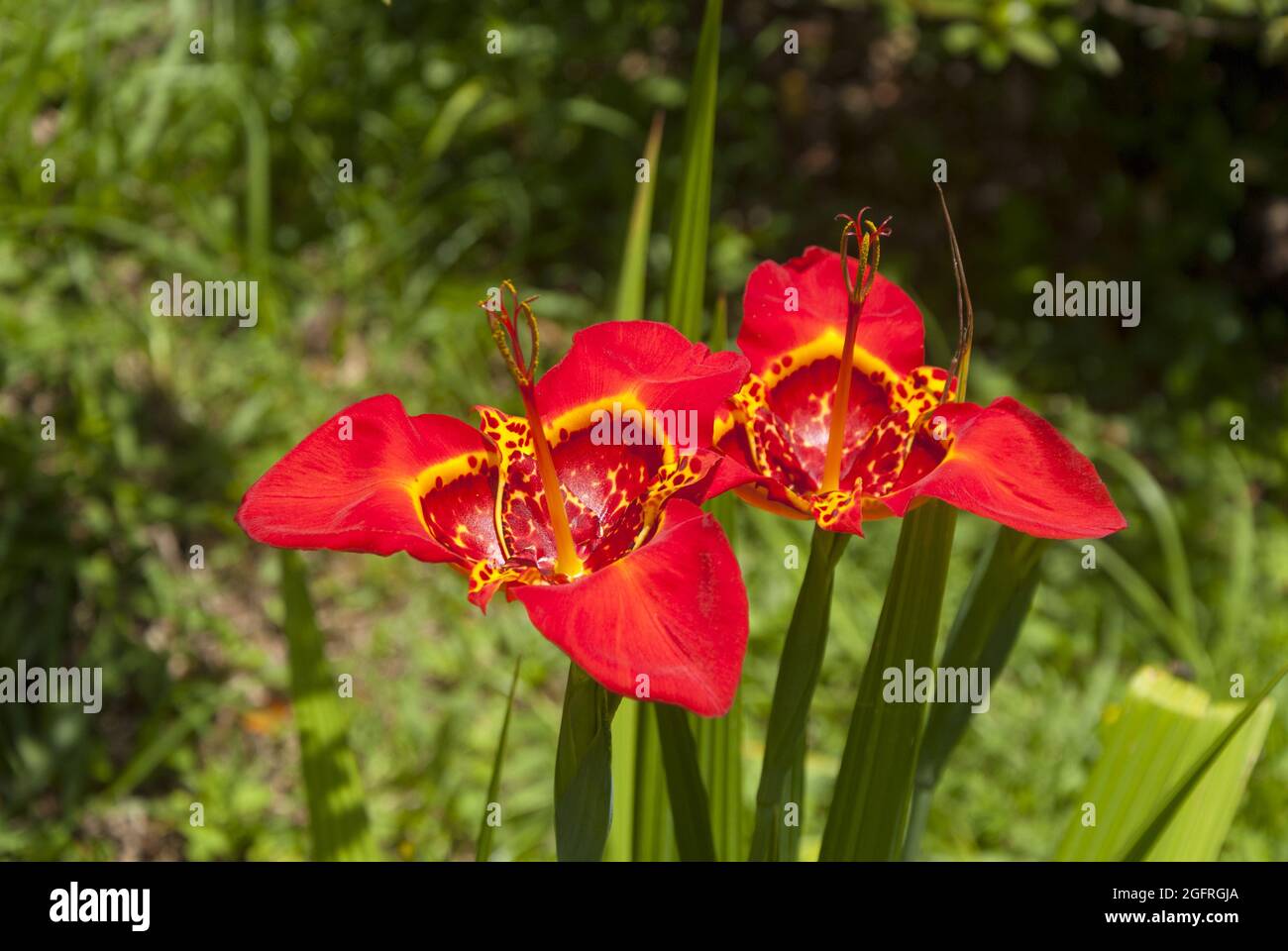 Red Tigridia pavonia, Speciosa. Iridaceae family Stock Photo - Alamy