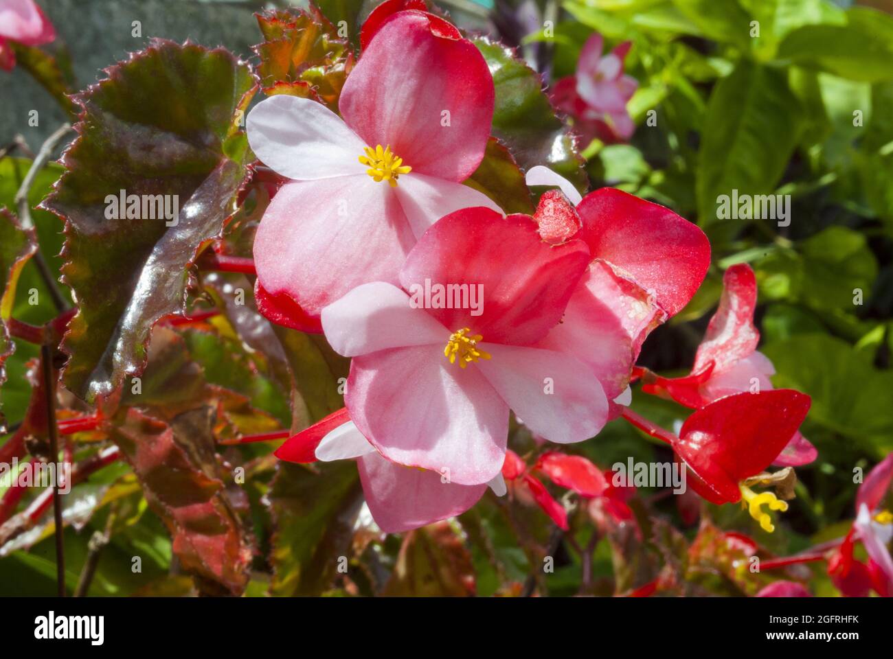 Begonia semperflorens, Begonias flowers Stock Photo - Alamy
