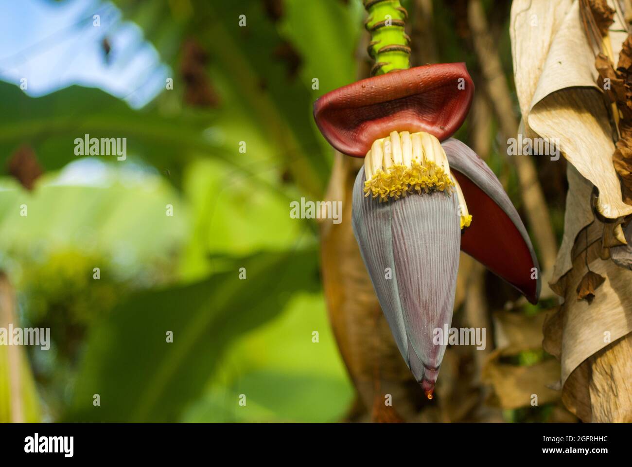 Tropical bananas on a banana tree in Guatemala Stock Photo - Alamy