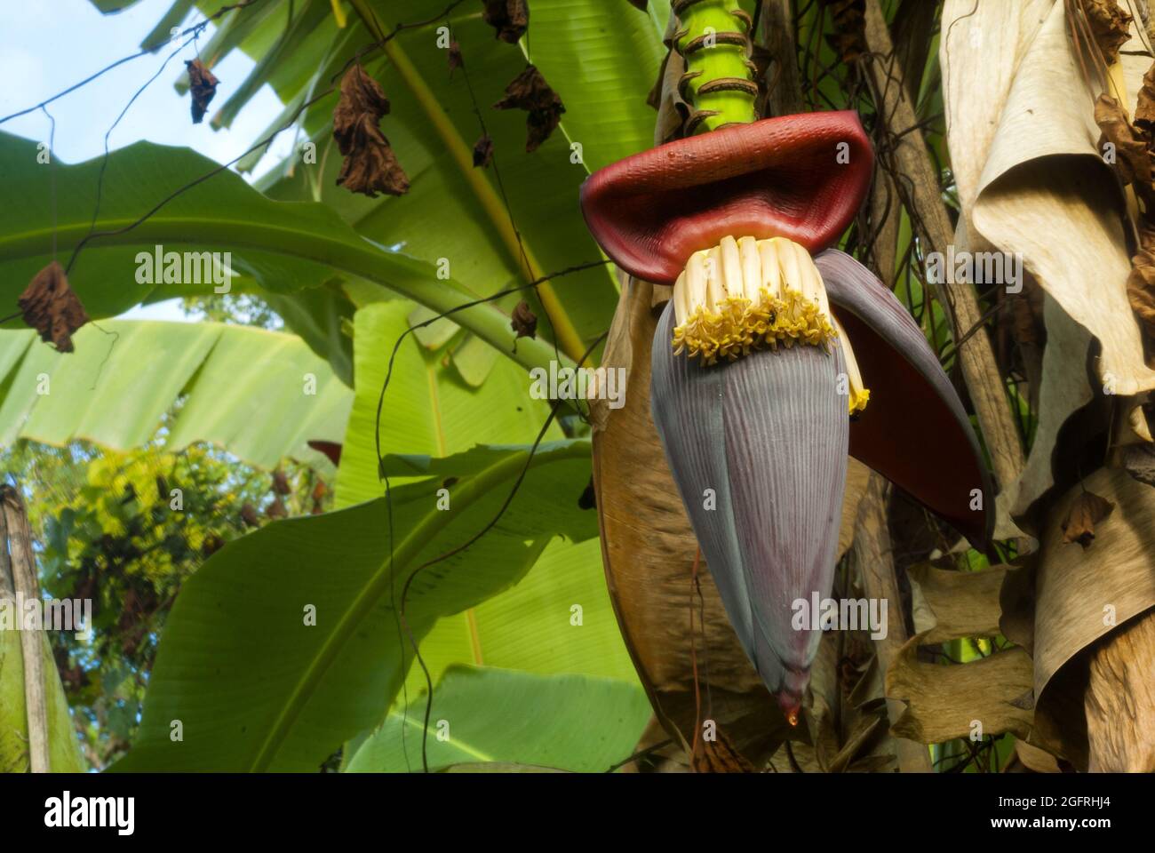 Guatemala banana plantation hi-res stock photography and images - Alamy