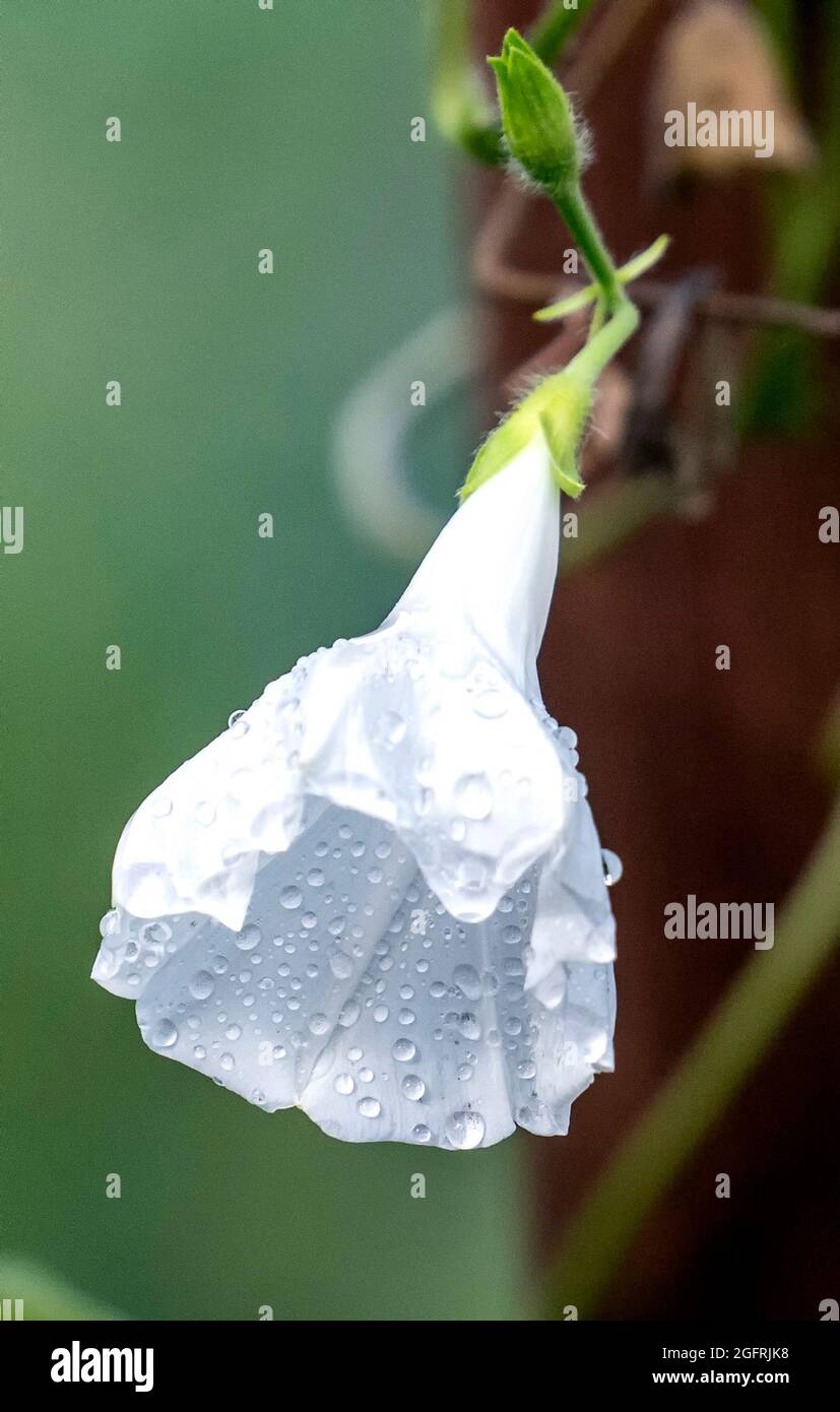 Down came the rain hi-res stock photography and images - Alamy