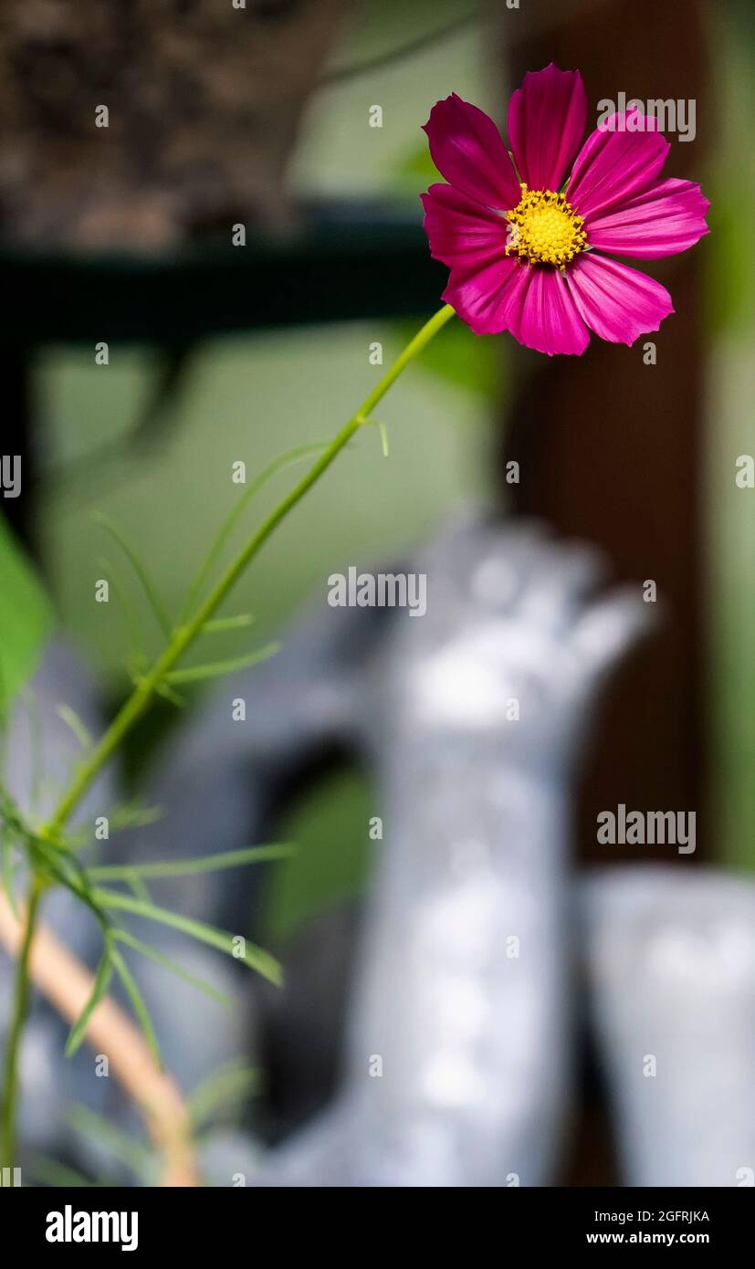 Zinnia stretches up from a slender stem Stock Photo - Alamy
