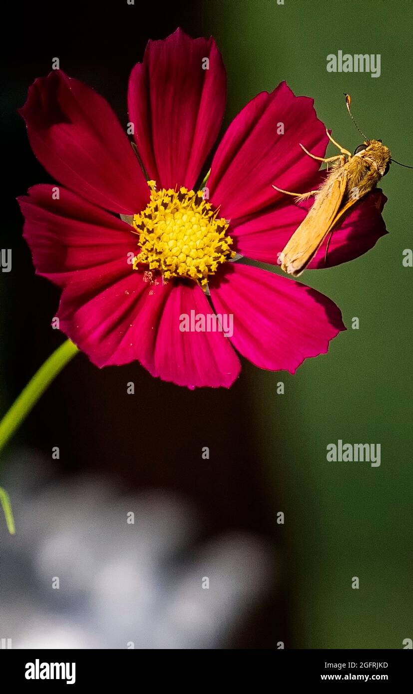 Slender stem hi-res stock photography and images - Alamy