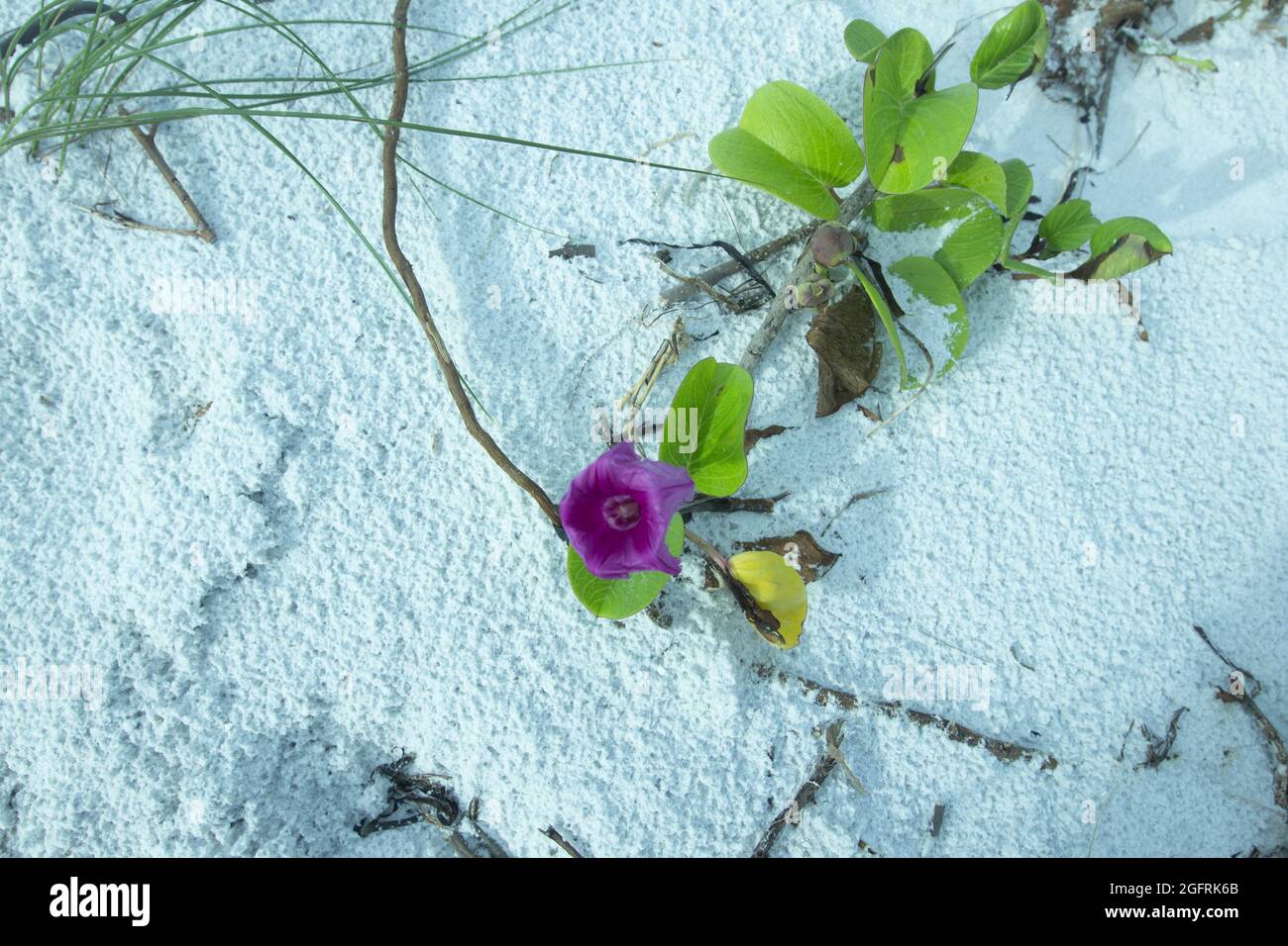 Top view of a purple flower growing on a sandy ground Stock Photo - Alamy