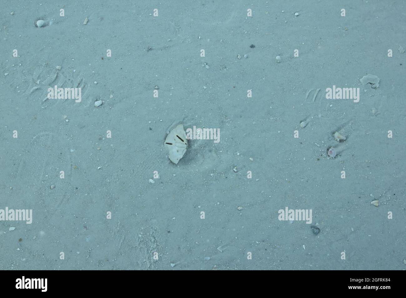 Top view of a seashell in water on the sand Stock Photo - Alamy