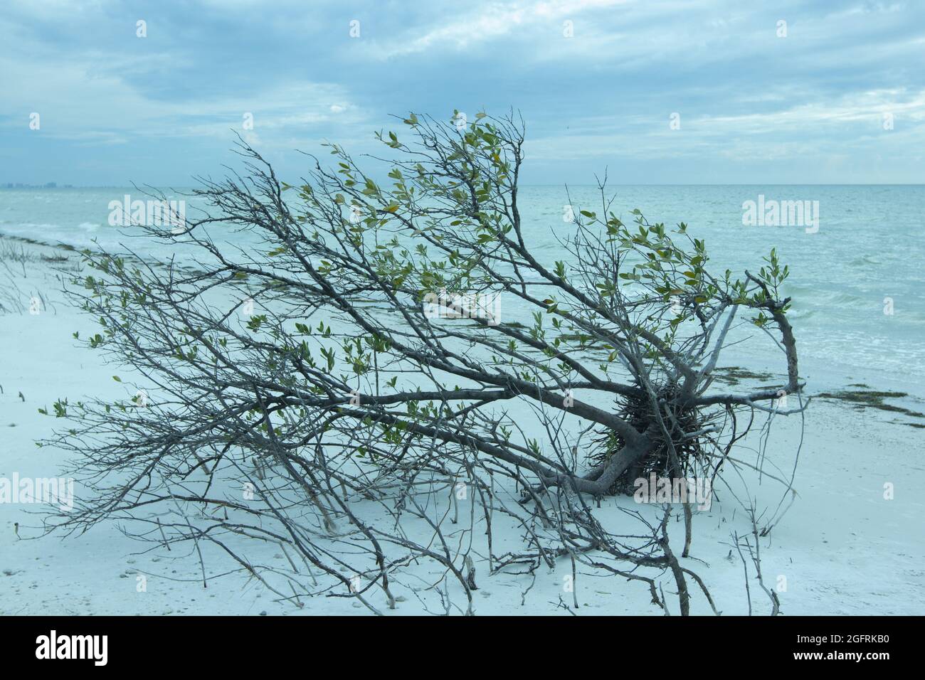 Roots thrown out hi-res stock photography and images - Alamy