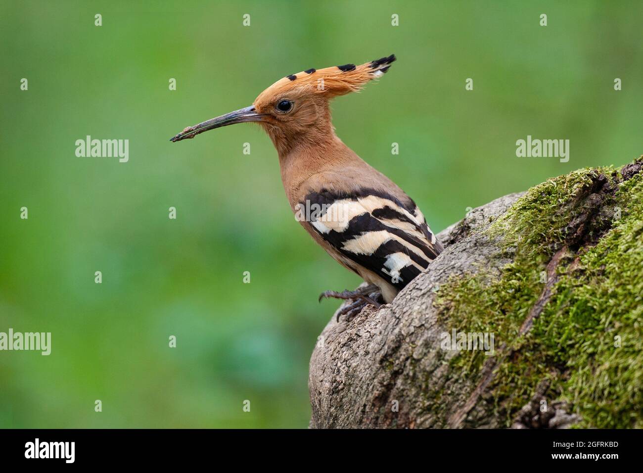Closeup of a Eurasian hoopoe perched on wood covered in mosses with a ...