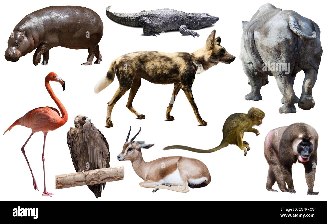 African mammals hi-res stock photography and images - Alamy