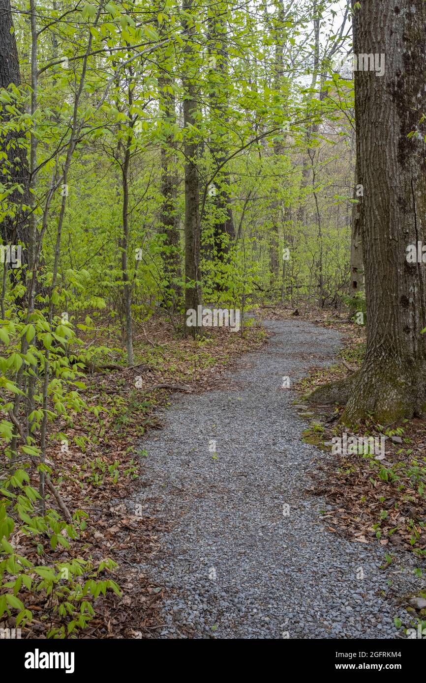 Cranberry Mountain, West Virginia. Spring Foliage along Nature Trail ...