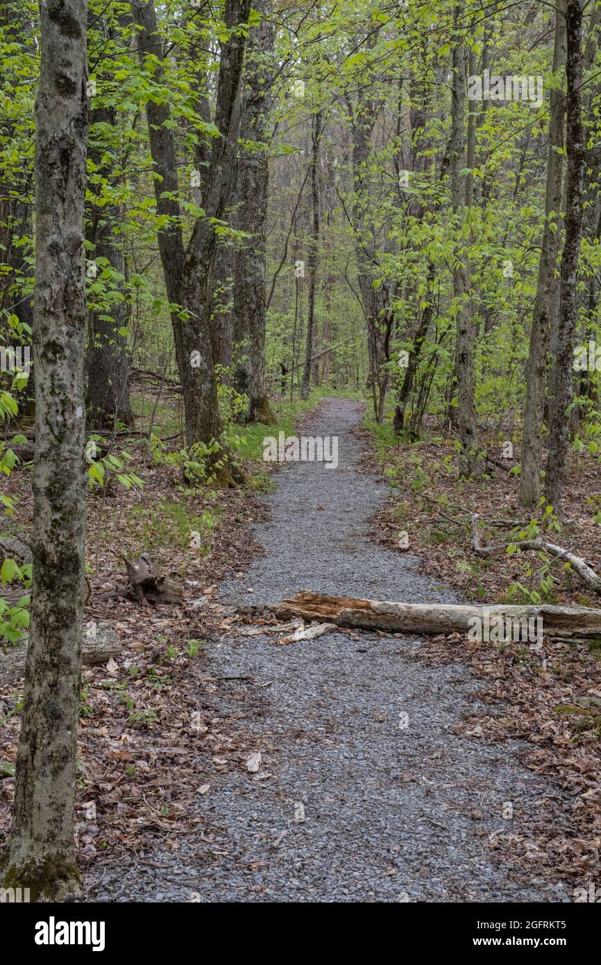 Cranberry Mountain, West Virginia. Spring Foliage along Nature Trail ...